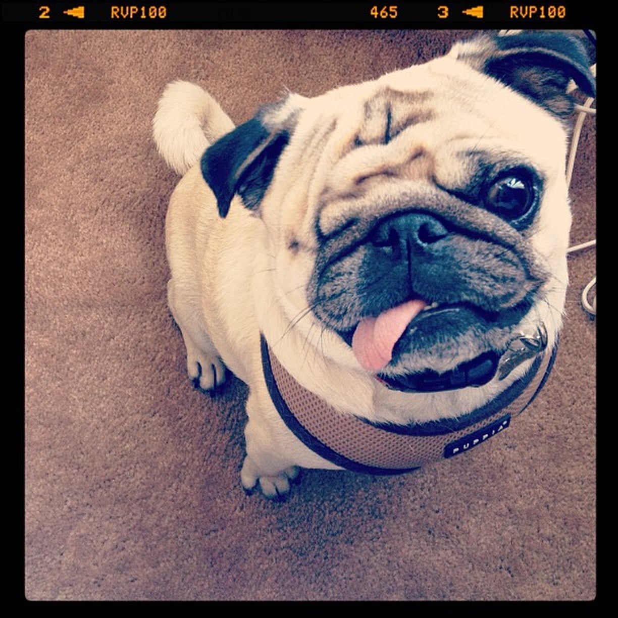 Cute Smushed-Faced Dogs | PS Pets