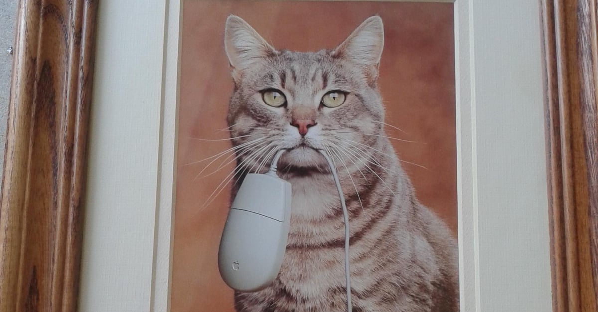 Funny Goodwill Finds | POPSUGAR Tech