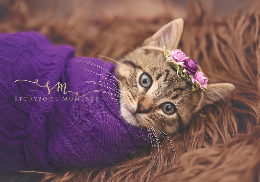 Kitten Photo Shoot | POPSUGAR Pets