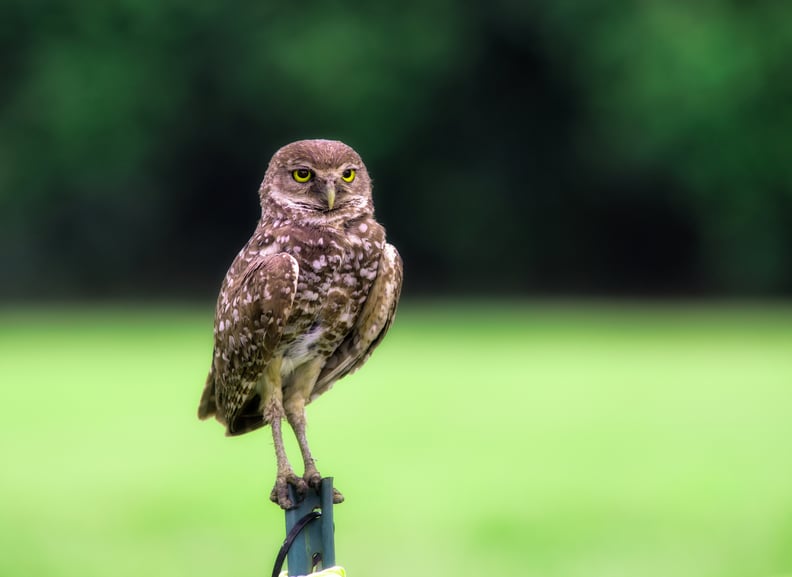 The Staircase Murder Theories | PS Entertainment