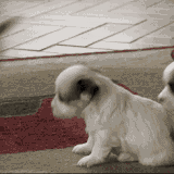 Dog GIFs | POPSUGAR Tech