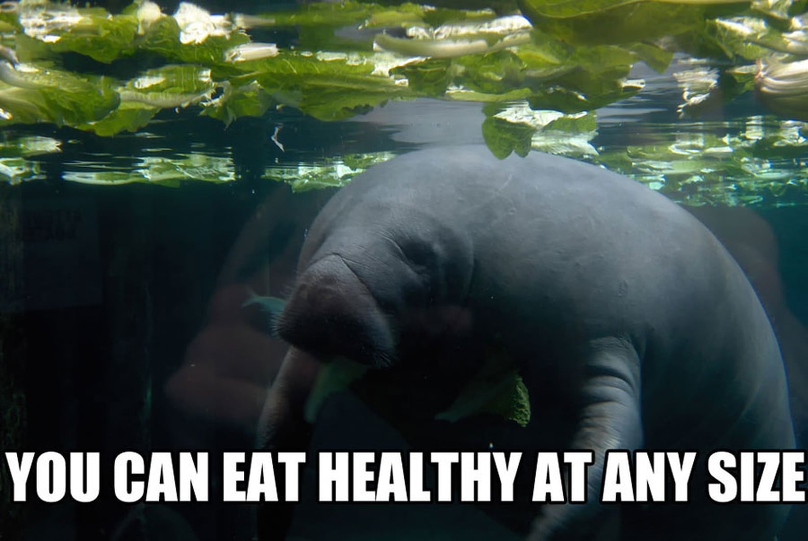 Calming Manatee Memes | PS Tech
