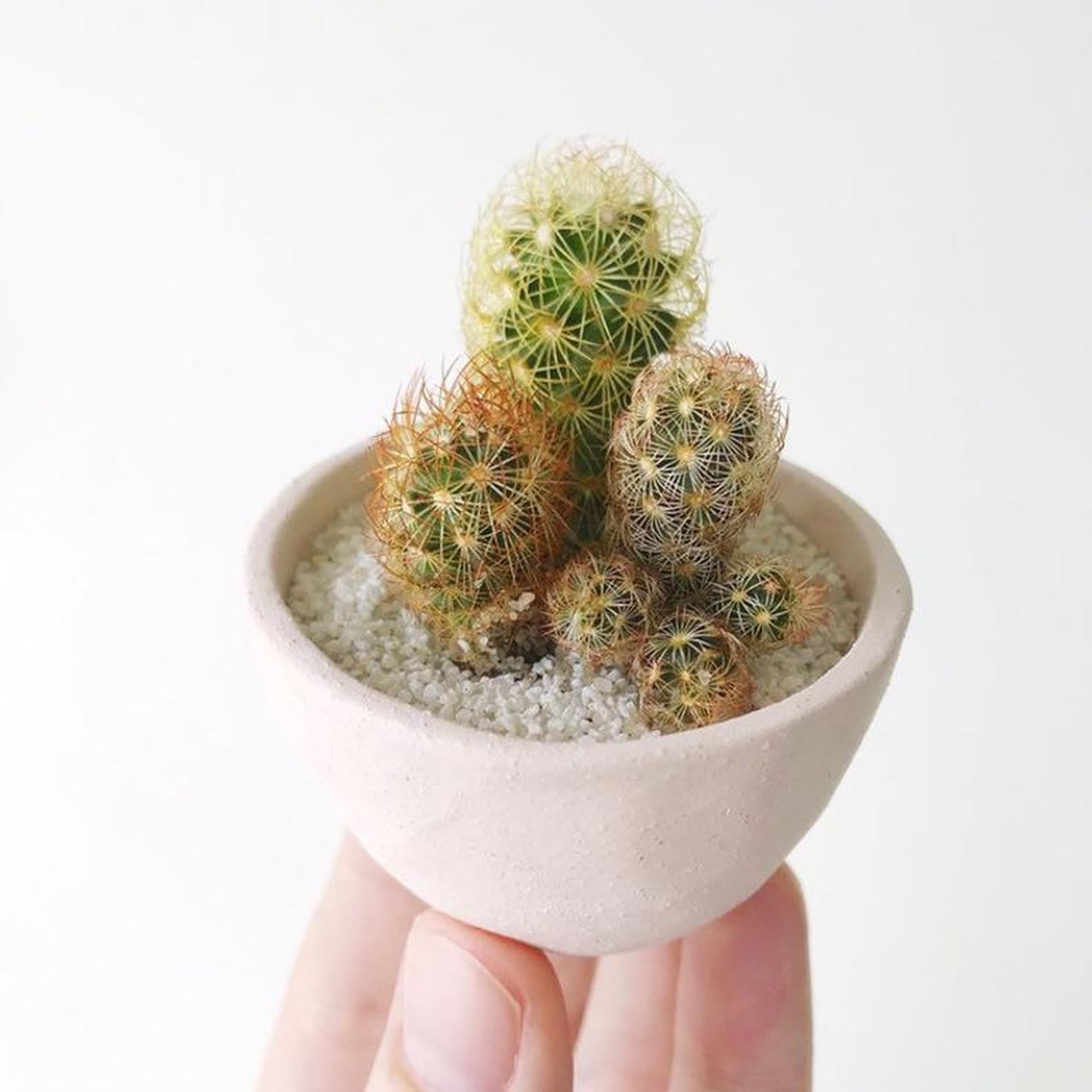 Cute Micro Succulents You Can Buy on Etsy | PS Home