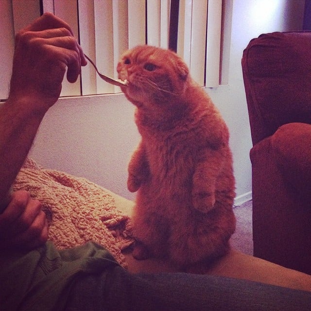 Benedict Cumberbatch With Cats | POPSUGAR Tech