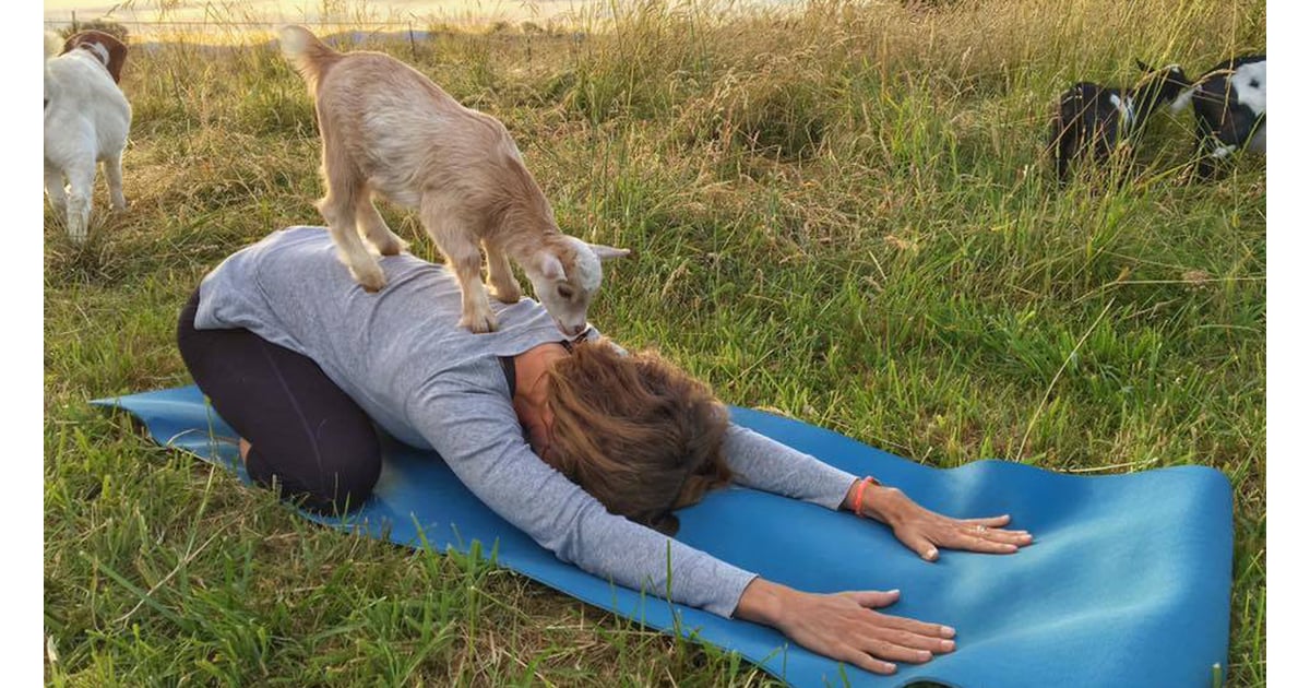 Goat Yoga Classes (Video) | POPSUGAR Fitness