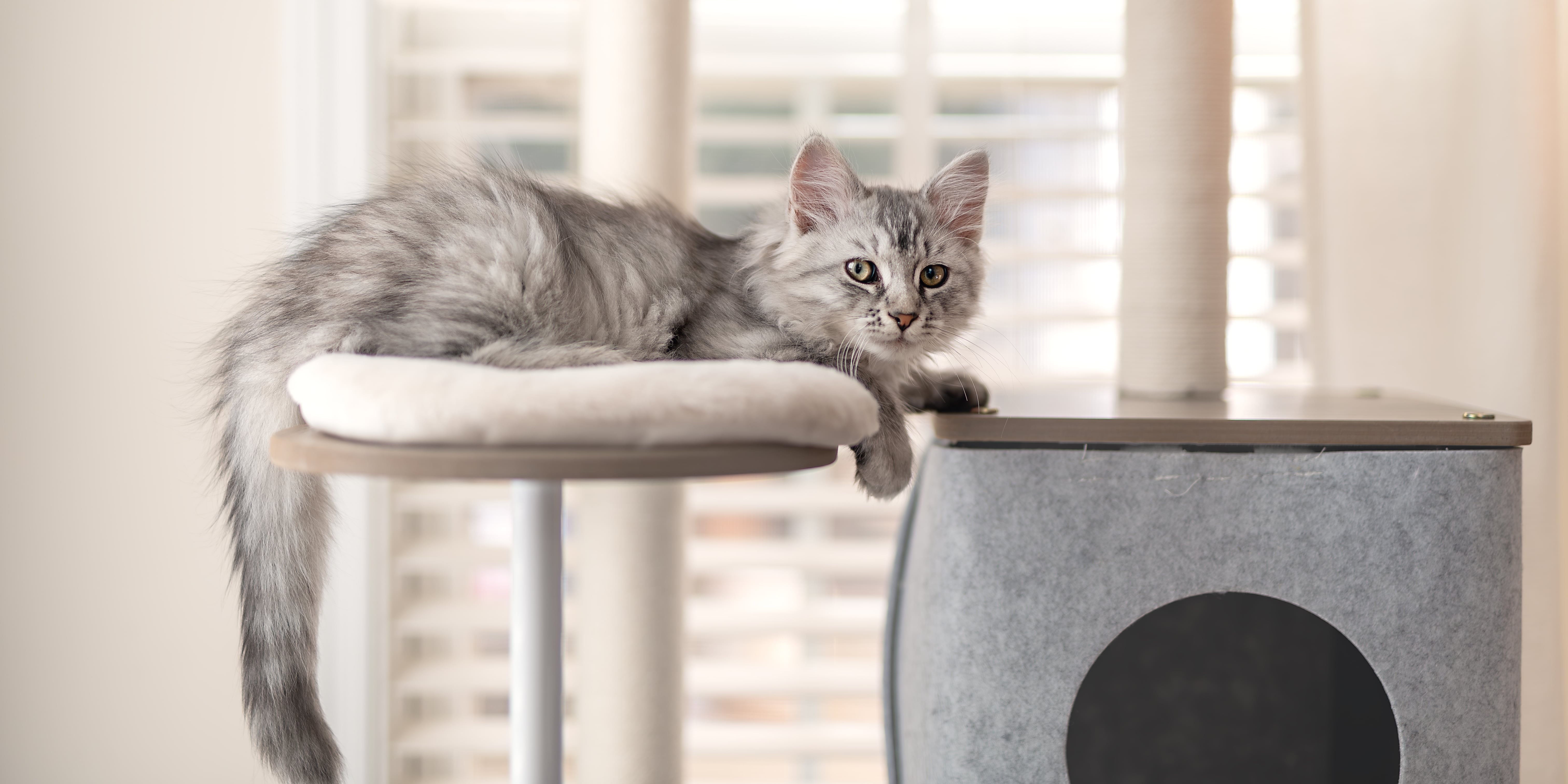 Stylish Cat Trees That Work With Modern Home Decor | PS Pets