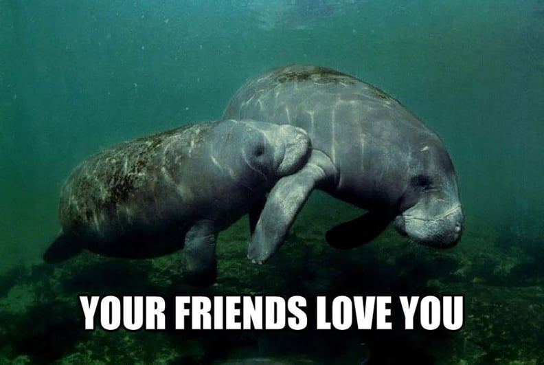 Calming Manatee Memes | POPSUGAR Tech