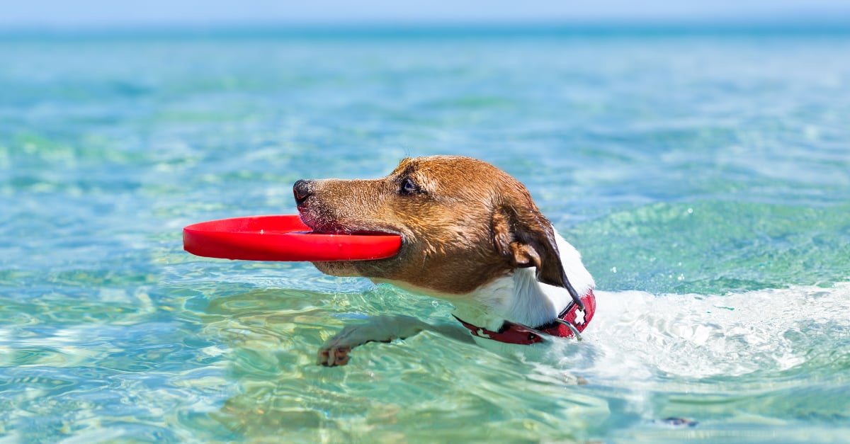 Ways to Get Your Dog Ready For Summer | PS Pets