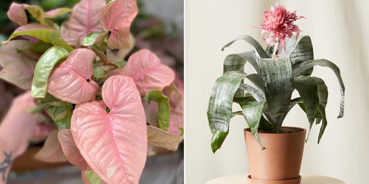 Where to Buy Pink Houseplants | POPSUGAR Home