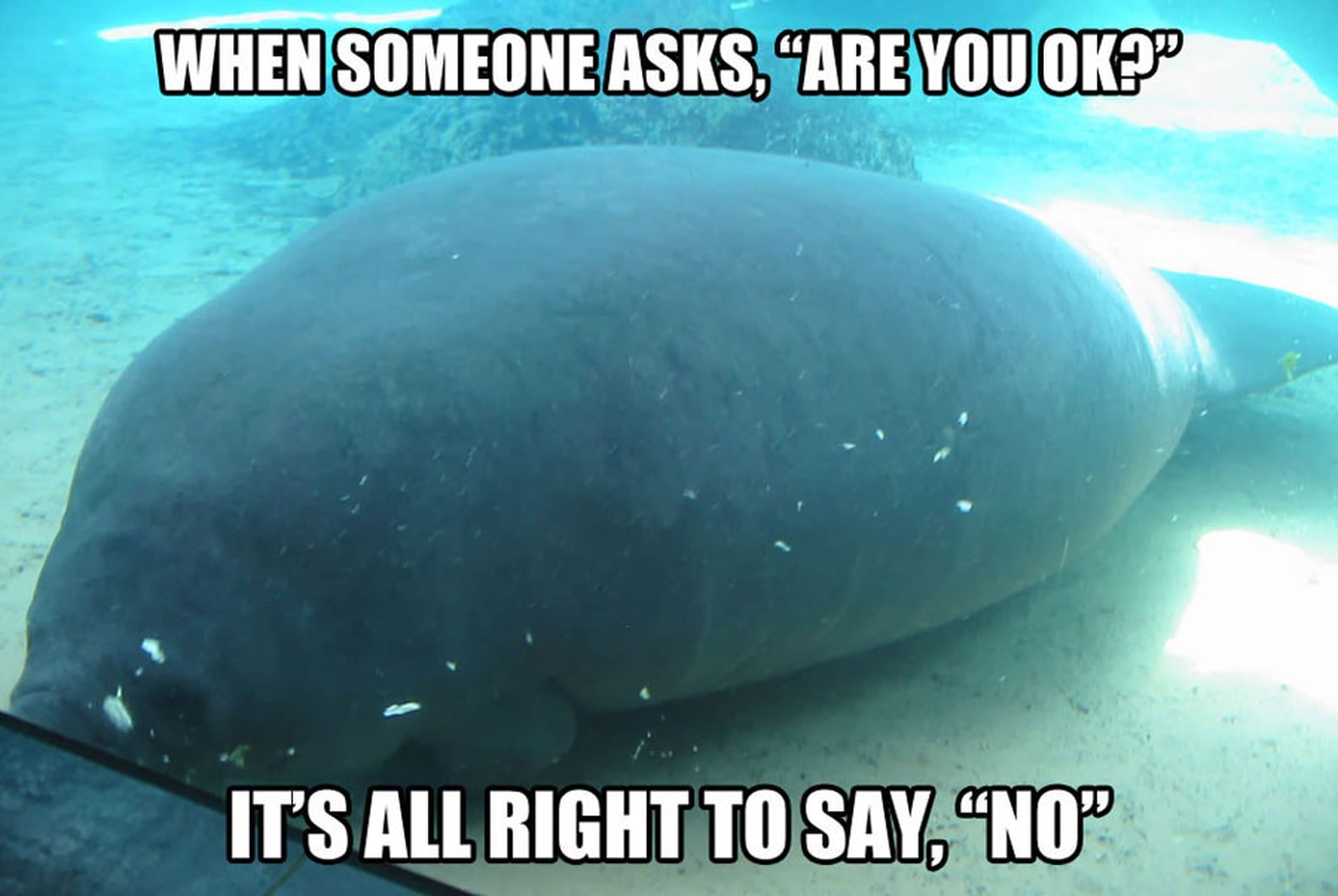 Calming Manatee Memes | POPSUGAR Tech