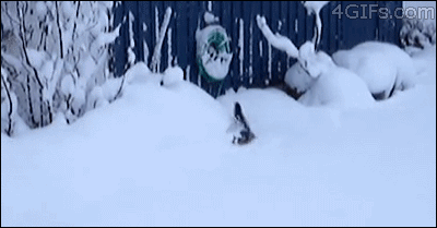 Funny Cat GIFs | POPSUGAR Tech