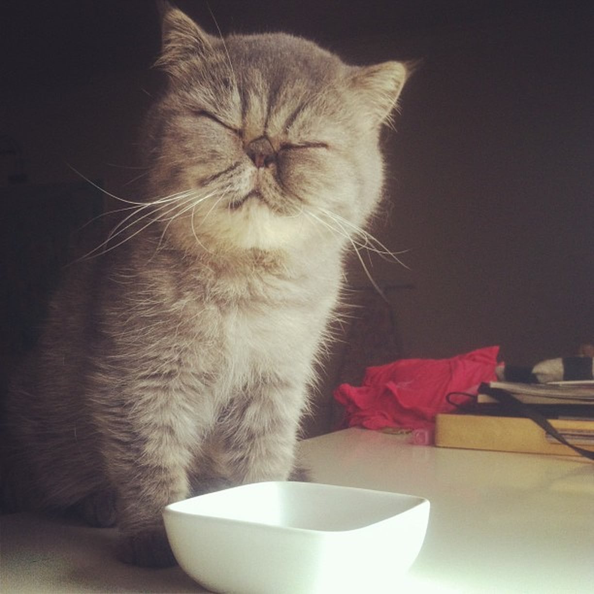 Cute Animals on Instagram | PS Pets
