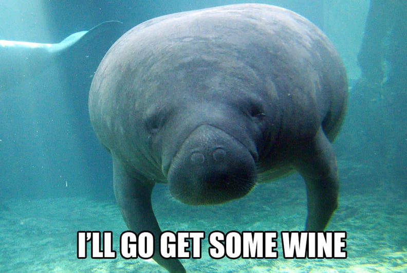 Calming Manatee Youre My Favorite