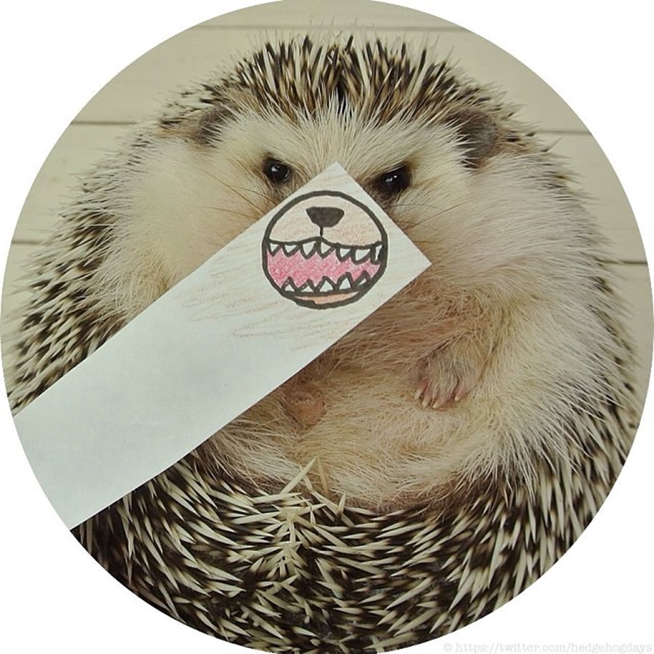 Marutaro the Hedgehog Instagram | PS Tech