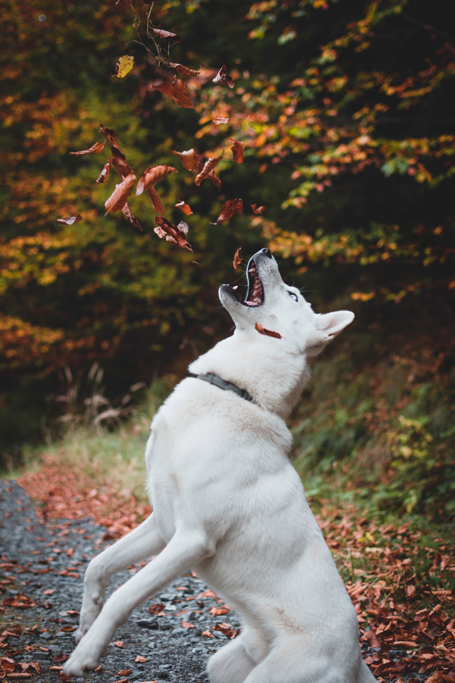 Cute Photos of Dogs in the Fall | PS Pets