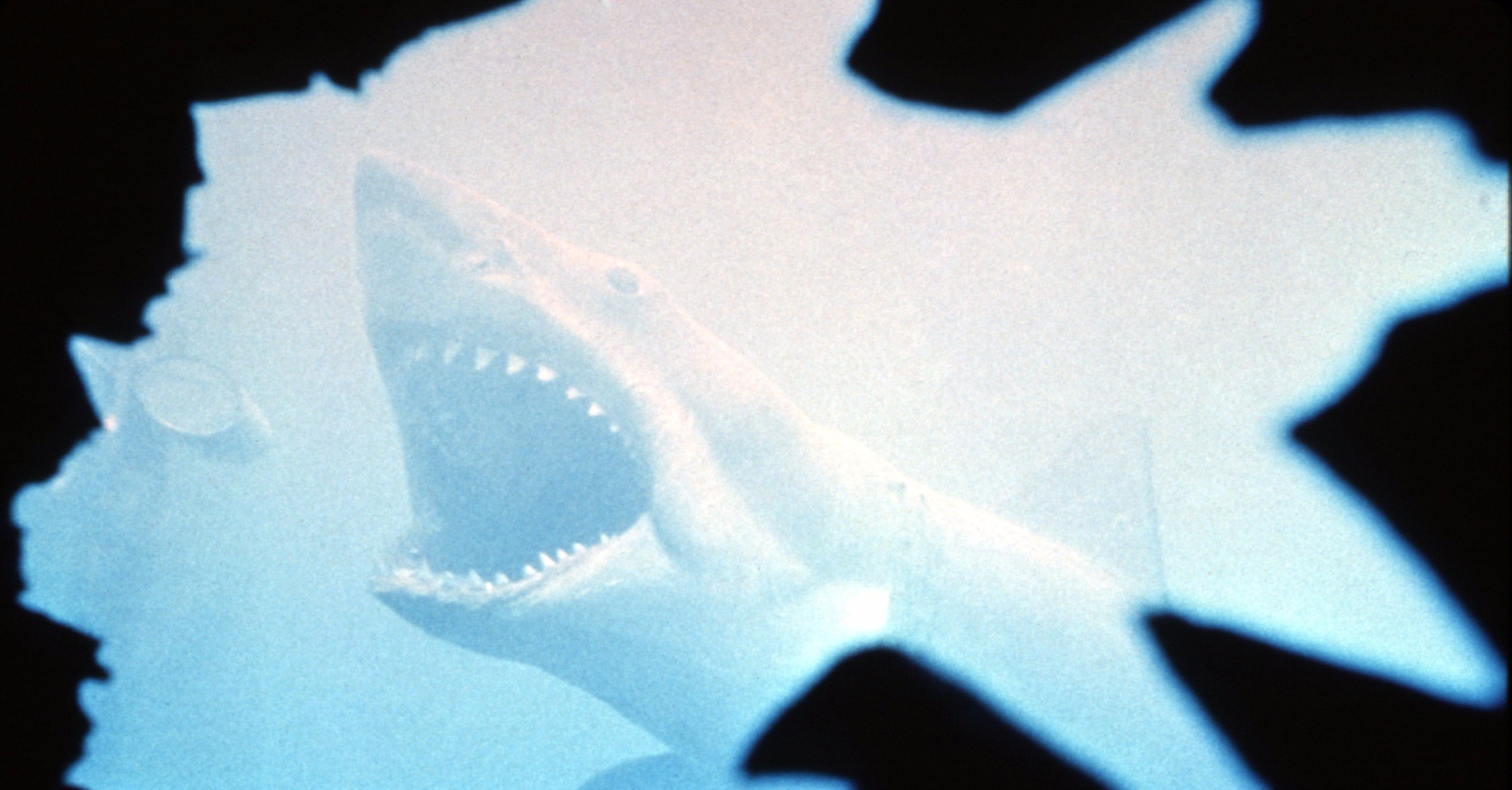 Jaws on the Water in Texas | PS Smart Living