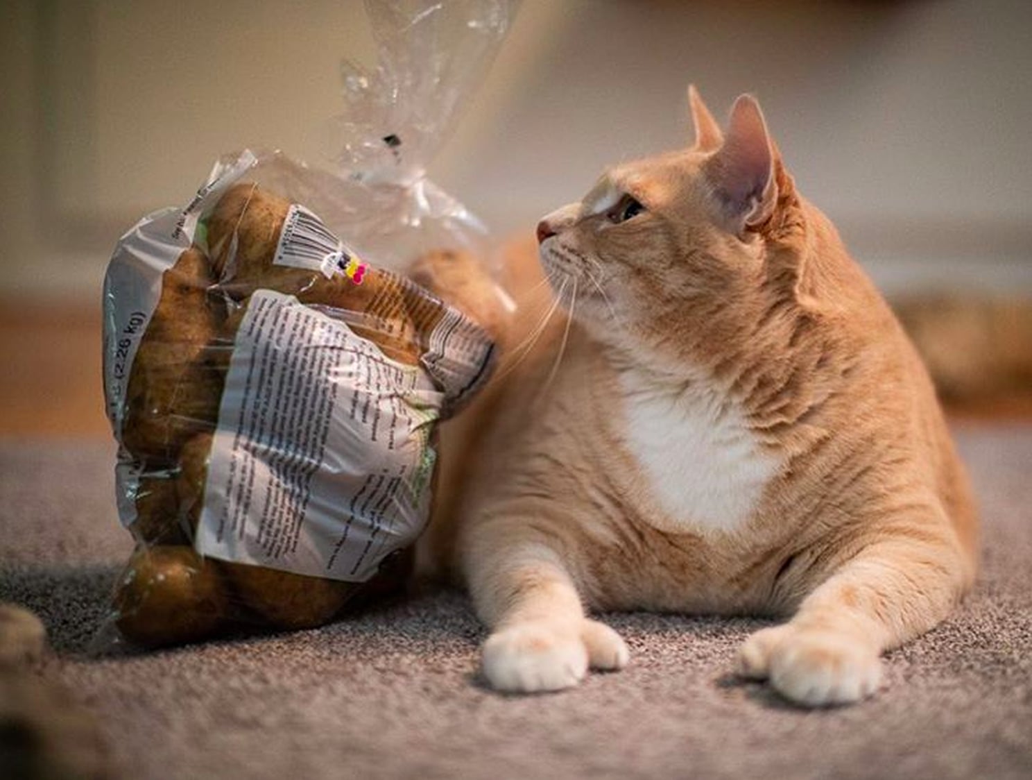Photos of Bronson the 33-Pound Cat | POPSUGAR Family