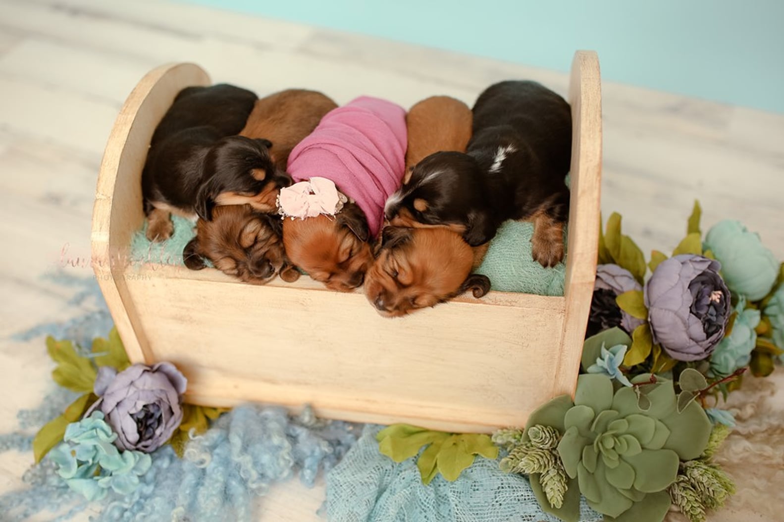 Adorable Dachshund Newborn Photo Shoot | Laura Shockley | POPSUGAR Pets