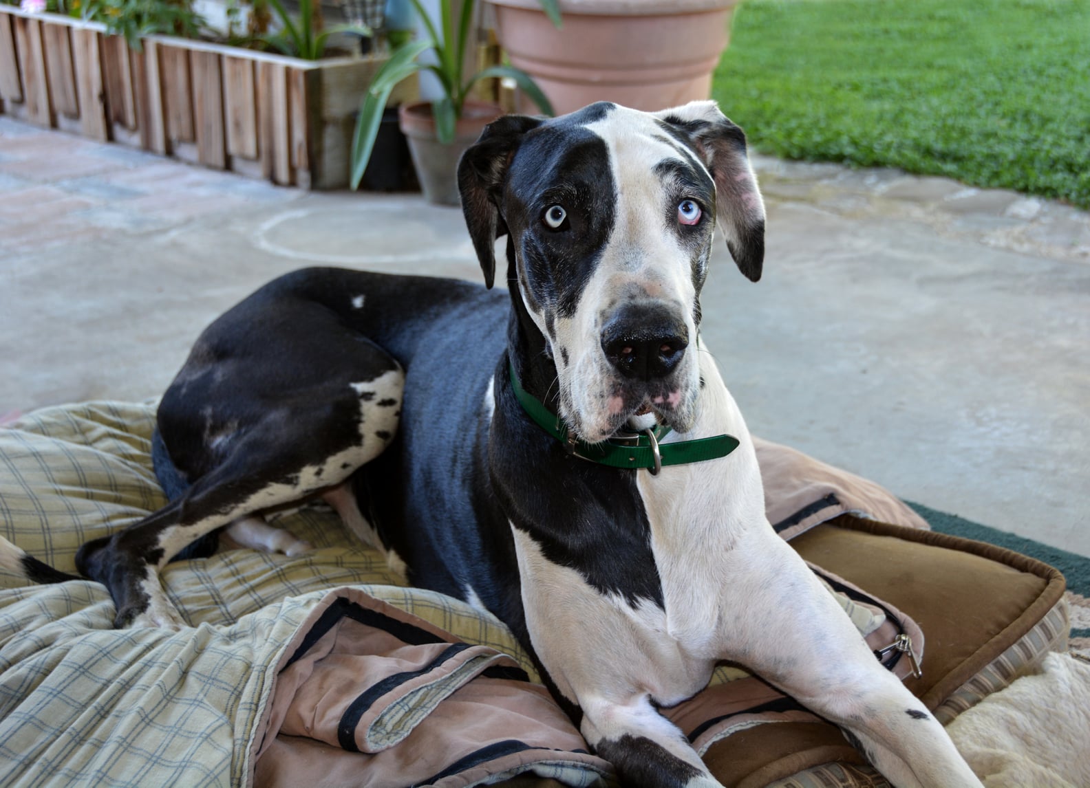 Cute Pictures of Great Danes | PS Pets