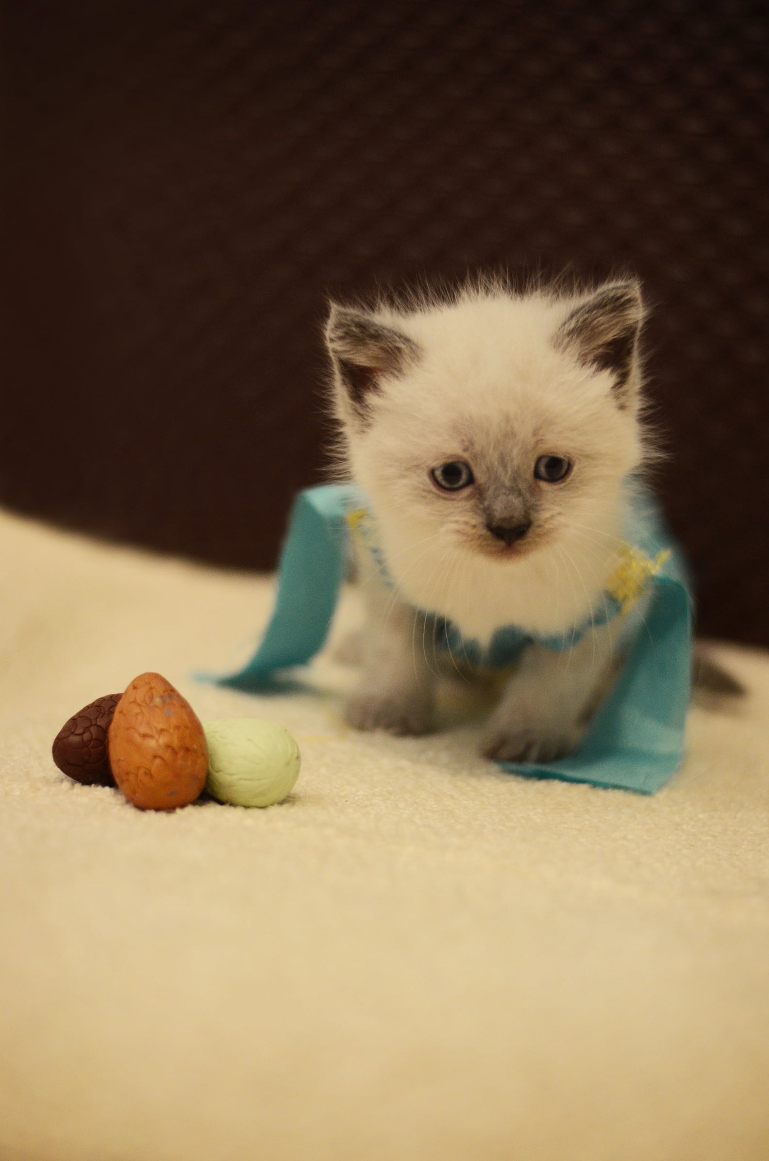 Cat Dressed as Princess Leia | POPSUGAR Tech