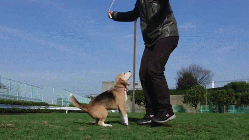 Animal Exercise GIFs | POPSUGAR Fitness