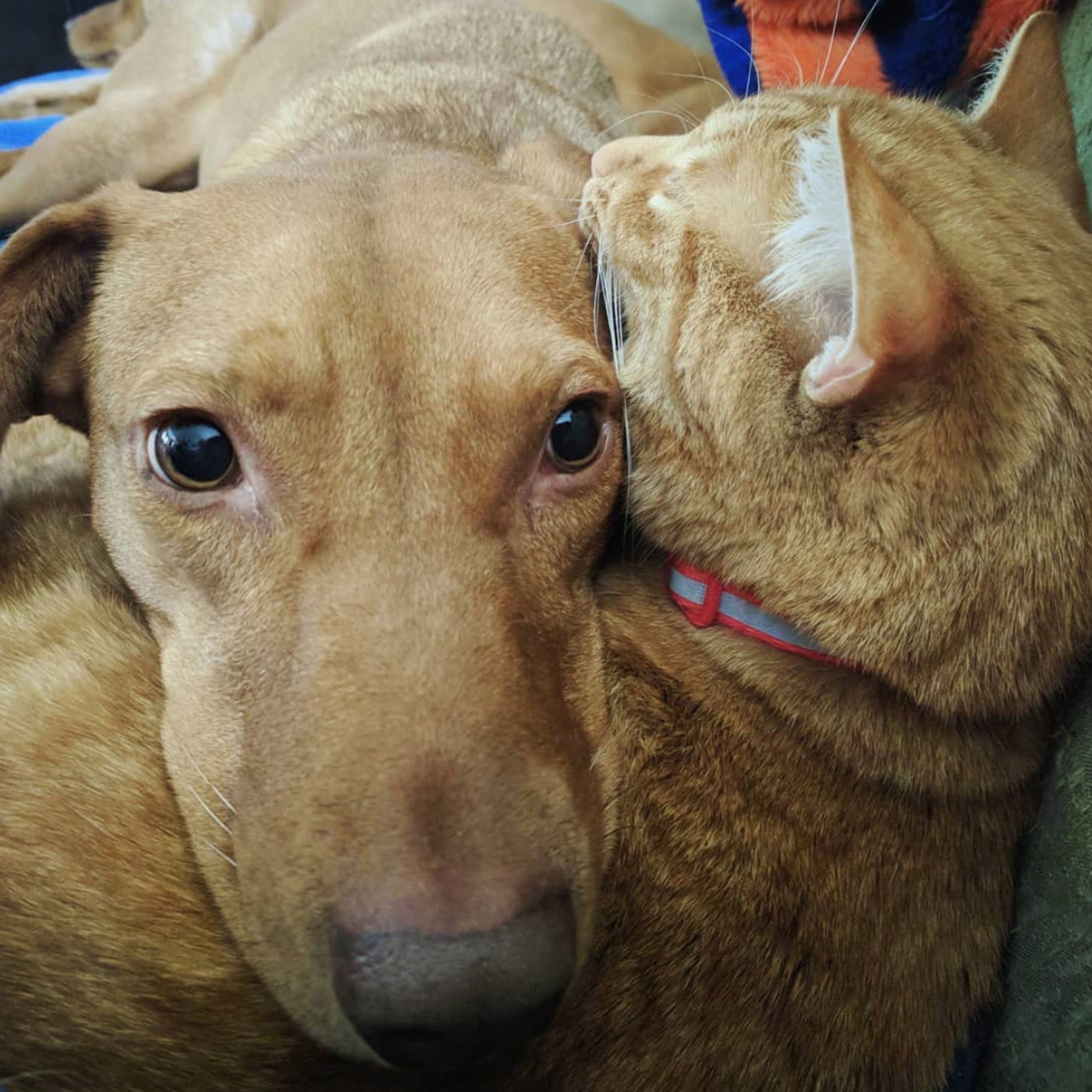 People With Animal Snuggling