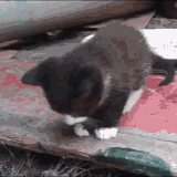 Funny Cat GIFs | POPSUGAR Tech