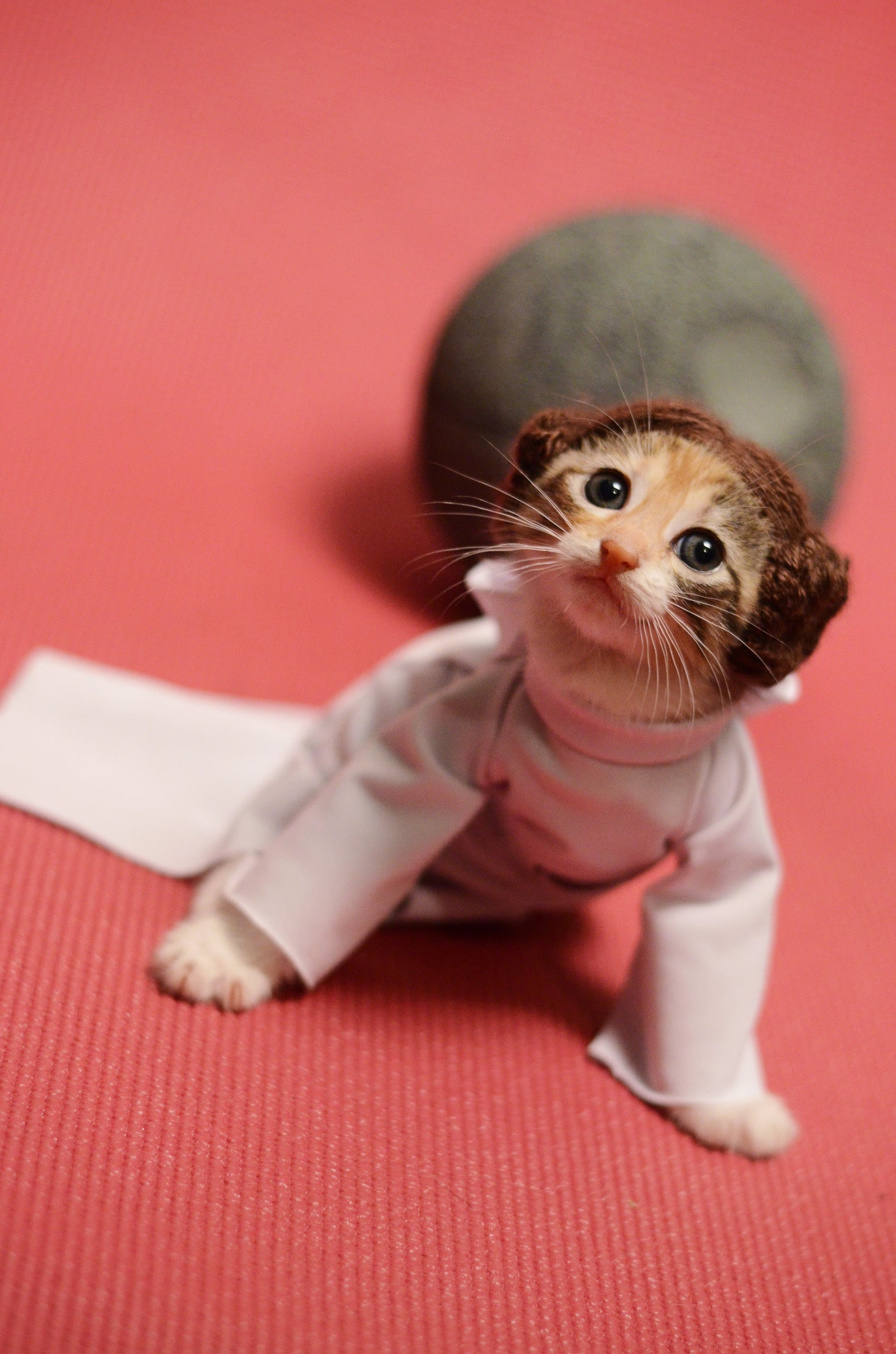 Cat Dressed as Princess Leia | POPSUGAR Tech