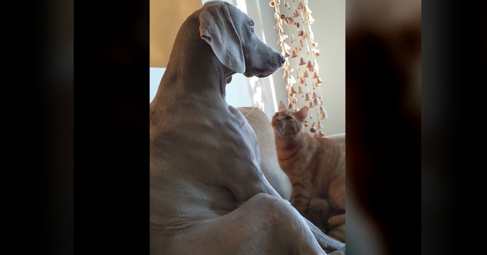Video of Cat Trying to Get Dog's Attention | POPSUGAR Family