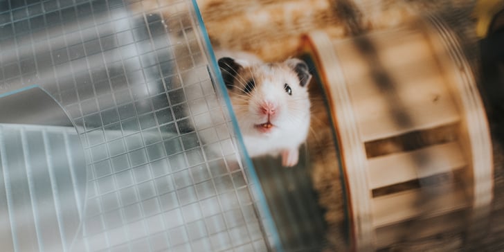 How Do I Stop My Hamster from Escaping the Cage? | POPSUGAR Pets