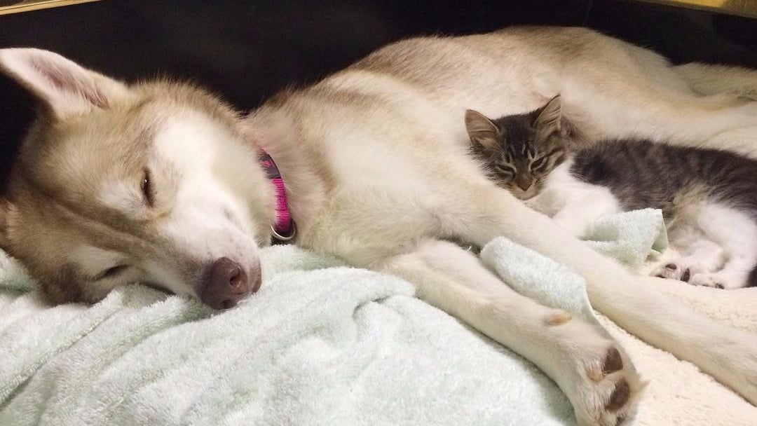 Rescued Kitten Bonds With Dog Ps Pets