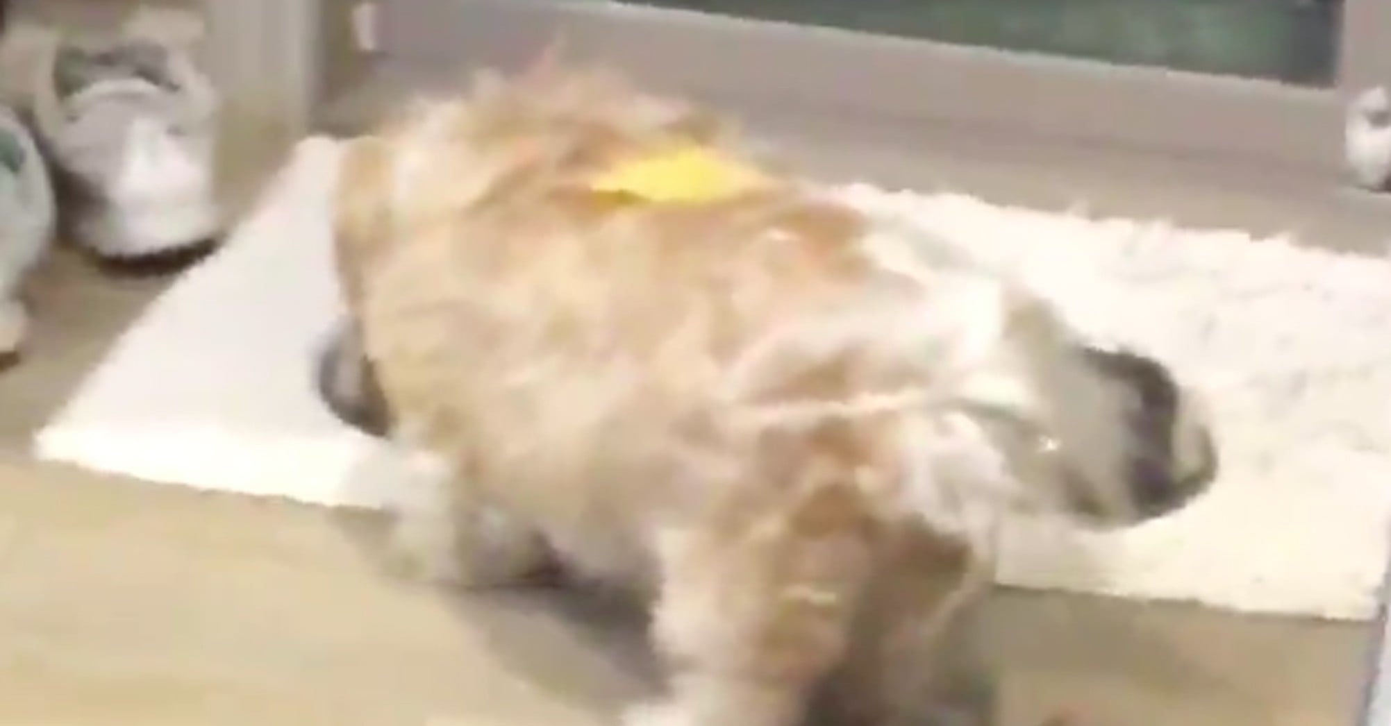 Pet Owners Playing the Dog Cheese Game | PS Family