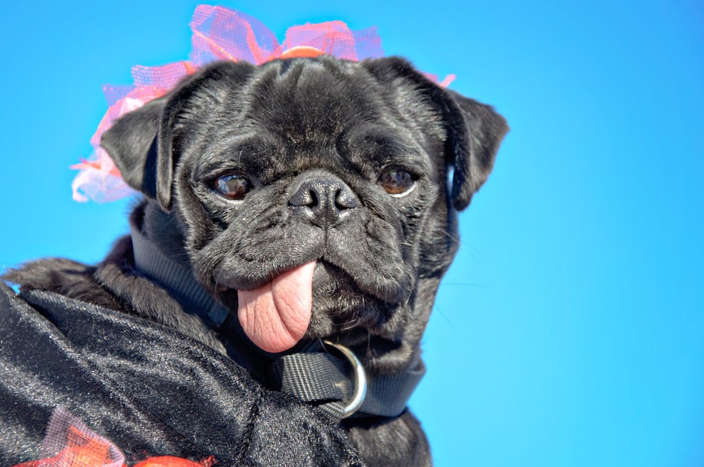 Cute Pictures of Pugs | POPSUGAR UK Pets