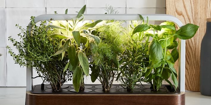 Internet Famous Plant Products | POPSUGAR Smart Living