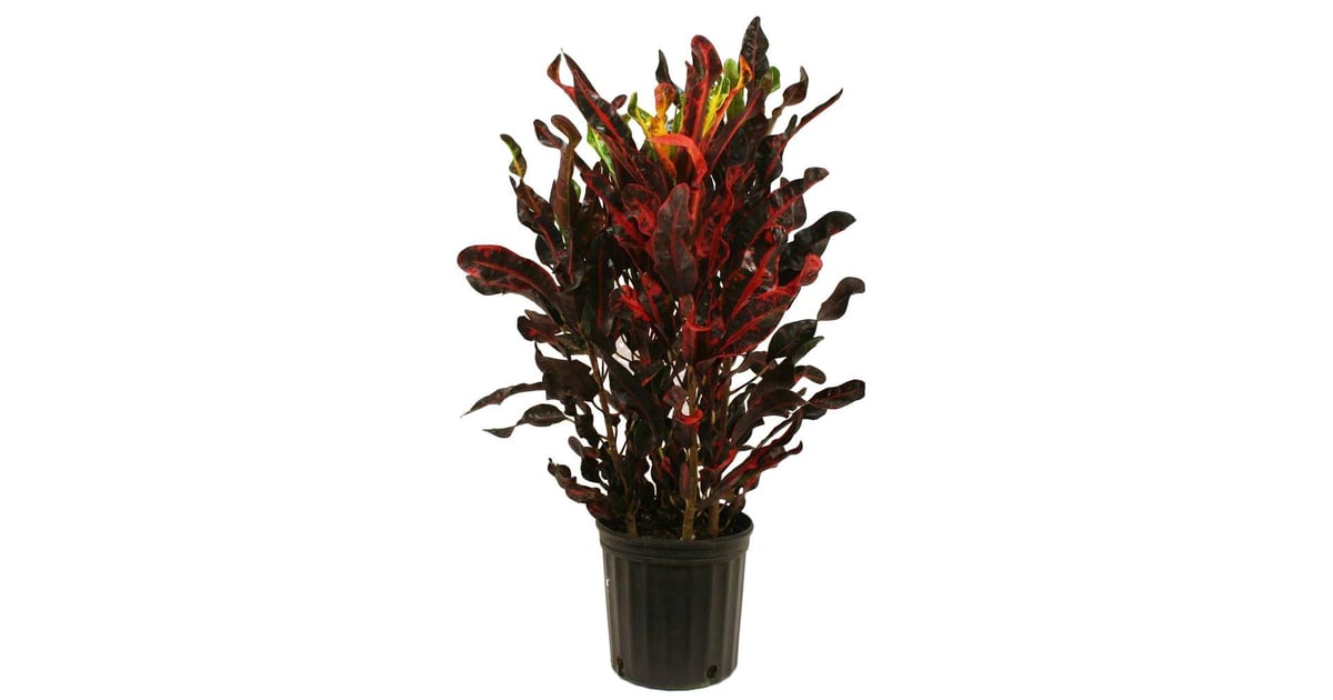 Croton Mammey Red | Best Trees and Plants From Home Depot | POPSUGAR ...