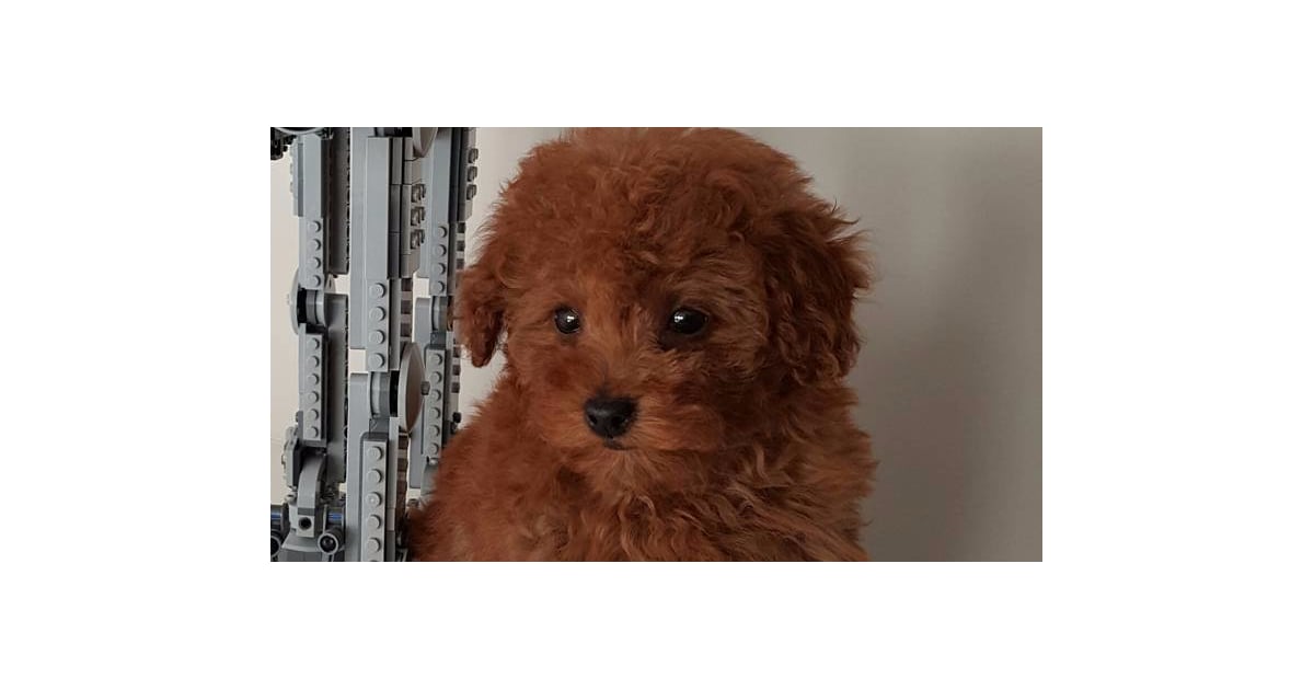 Jacob Tremblay's Dog, Rey | POPSUGAR Pets