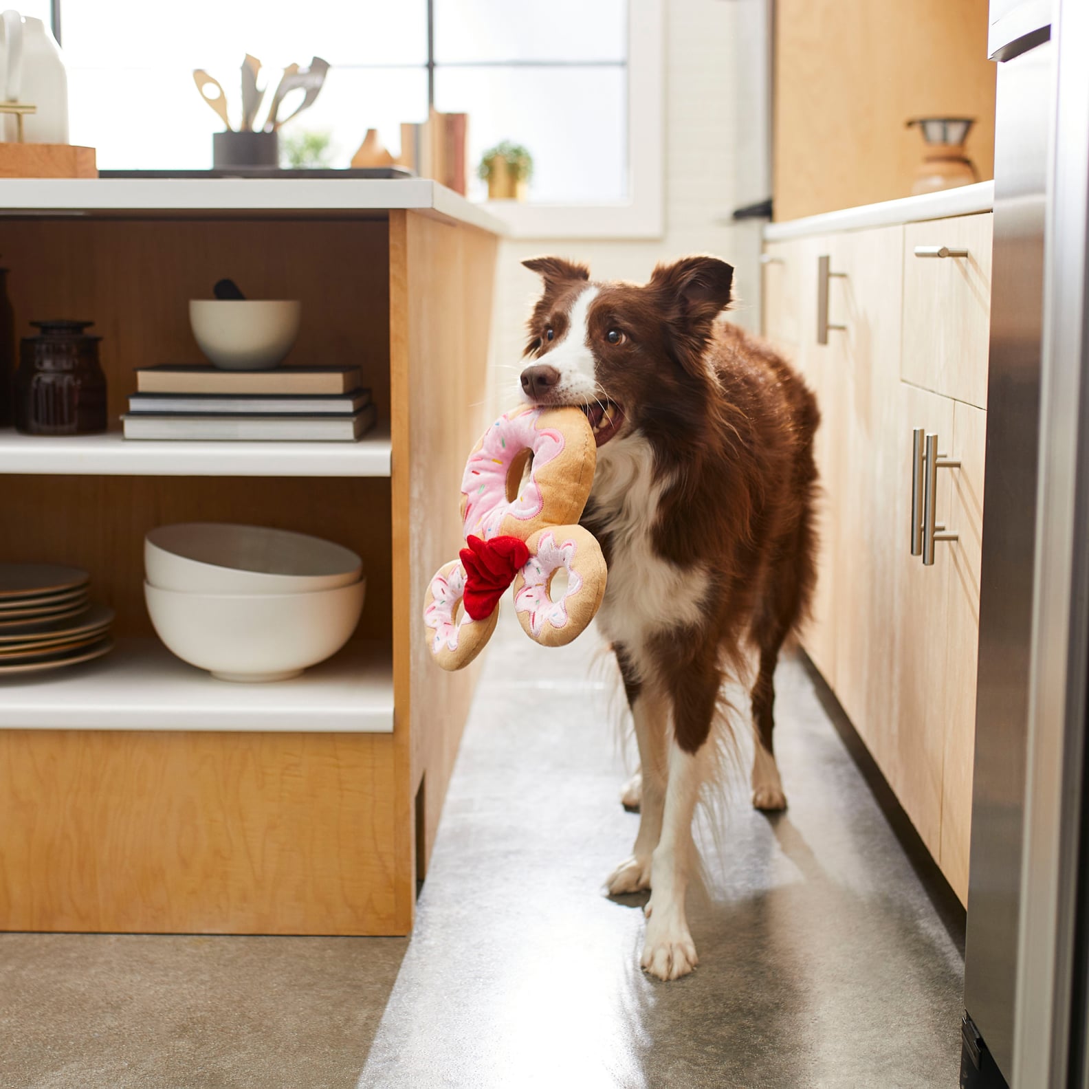 Chewy Disney, Pixar, Marvel, Star Wars Pet Products | PS Pets