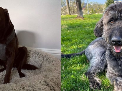 Meet the Dogs of the United States House and Senate | POPSUGAR Pets