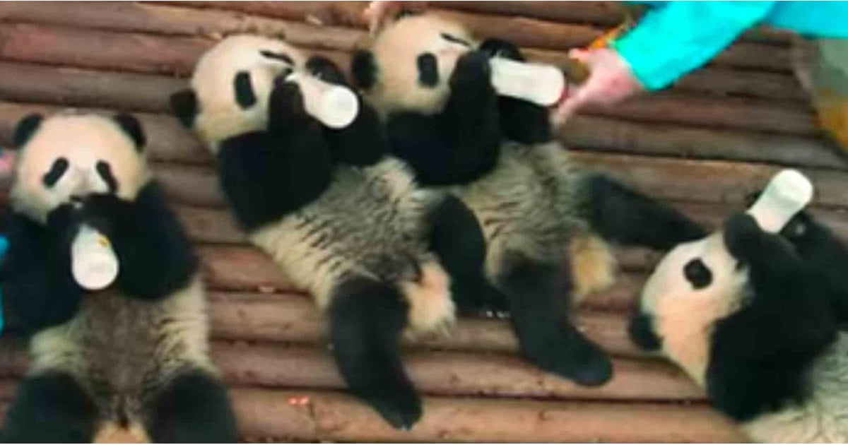 Who Is Narrating the Pandas Movie? | POPSUGAR Family