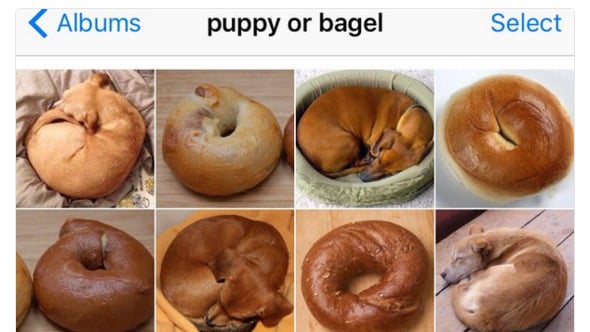 Puppy or Bagel Meme | POPSUGAR Pets