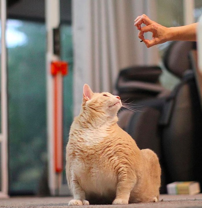 Photos of Bronson the 33-Pound Cat | PS Family