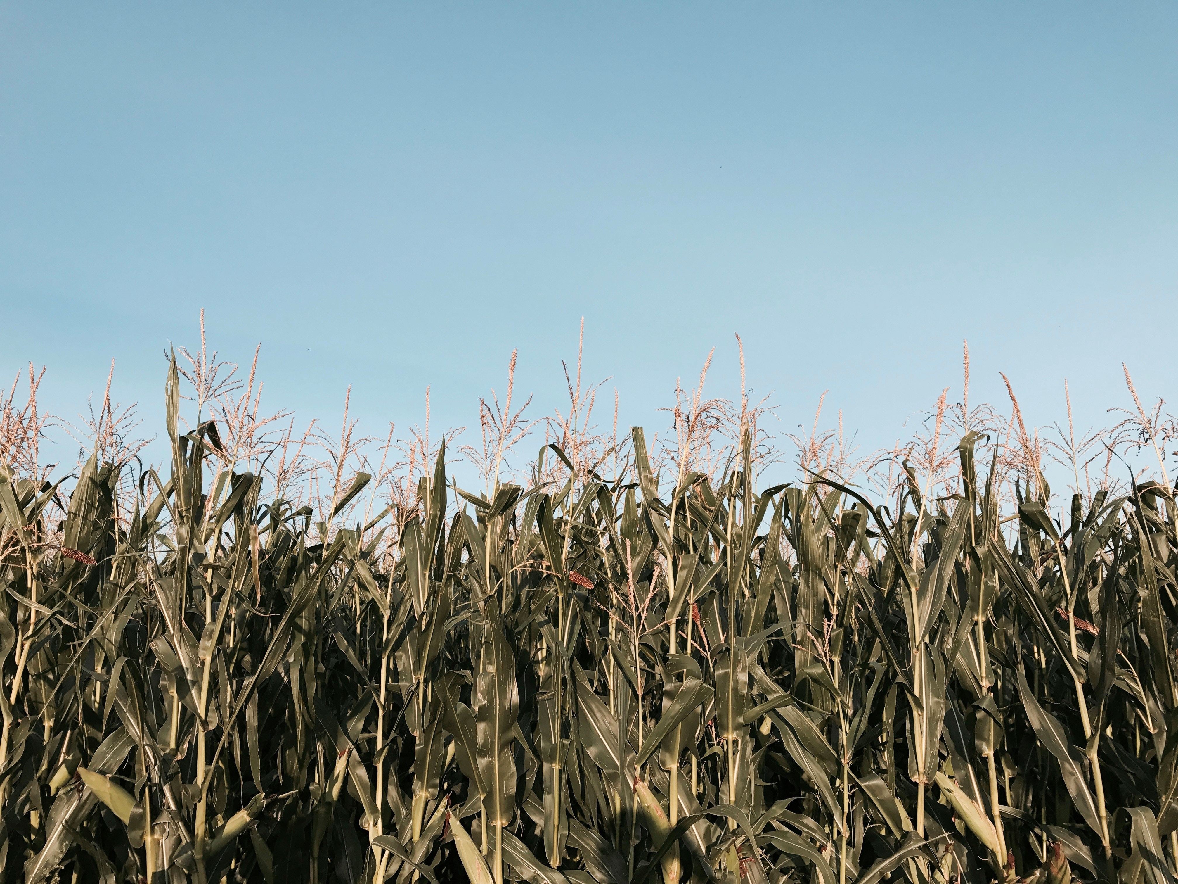 Scary Cornfield