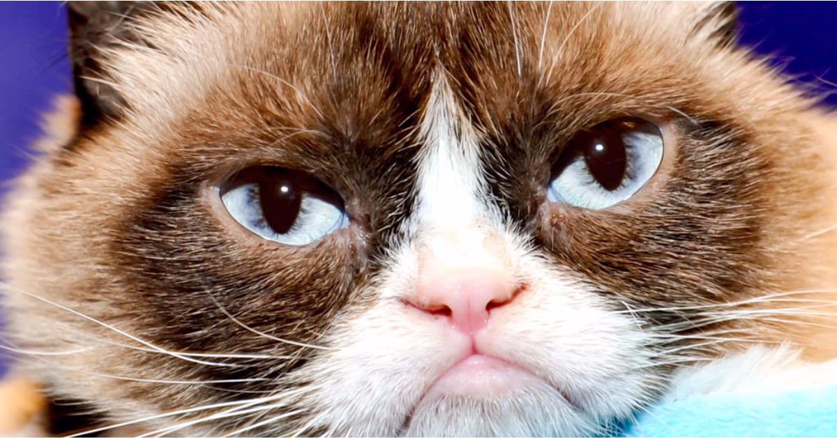 Most Famous Cats on Twitter | POPSUGAR Pets