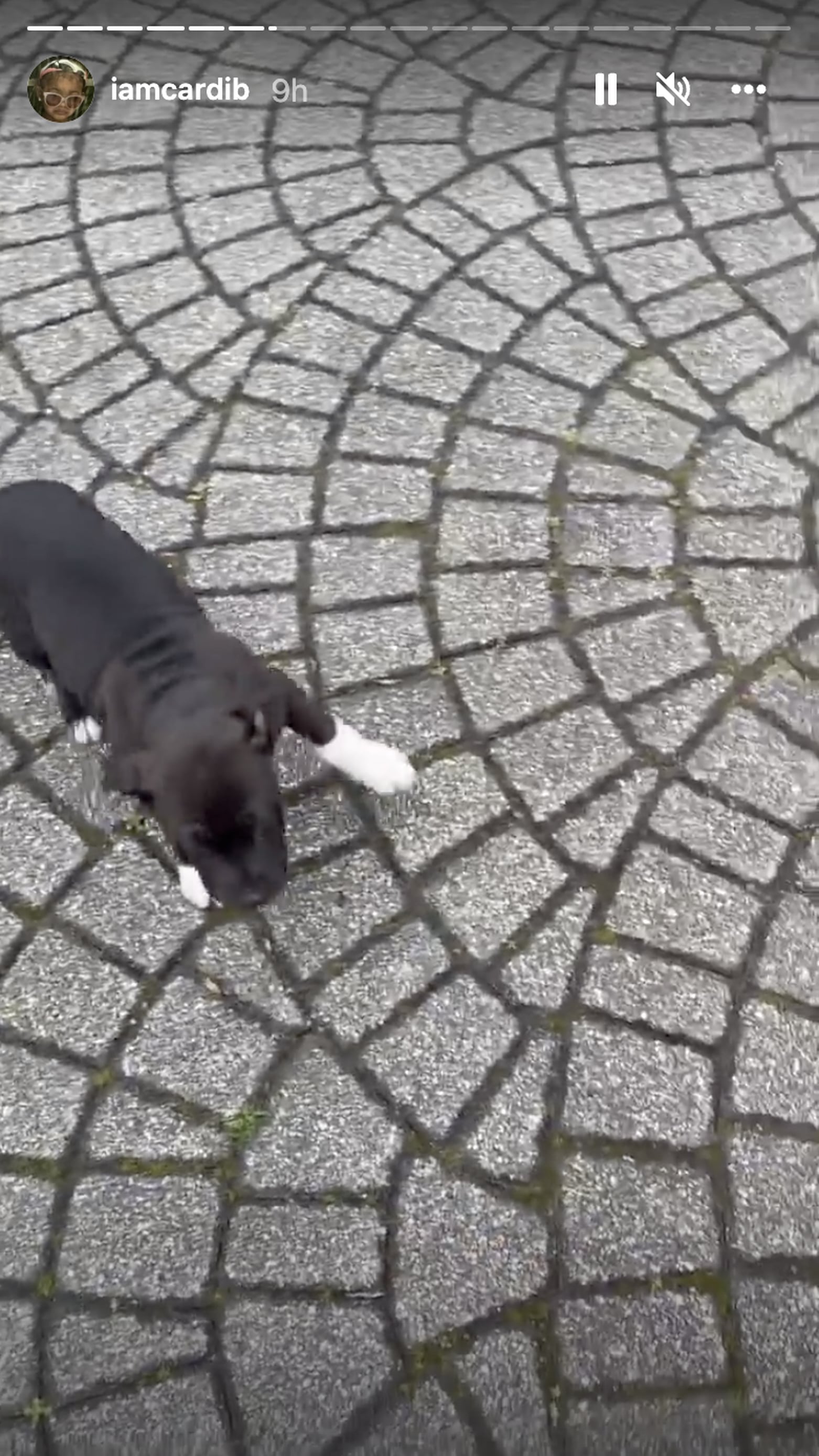 Cardi B and Offset Welcome Their New Pitbull Puppy | PS Celebrity