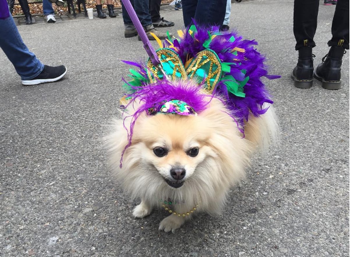 Halloween Events For Dogs | PS Pets