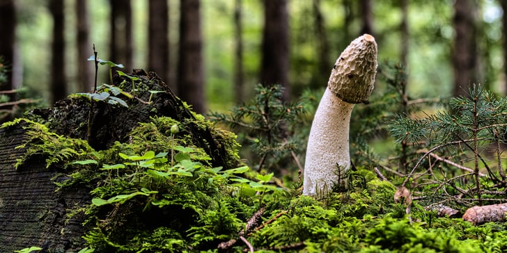 Why Is The Penis Mushroom Shaped Popsugar Love And Sex