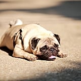 How Do I Know If My Dog Is Depressed? | POPSUGAR Family