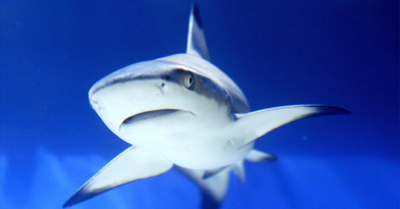 submarine cable shark attack