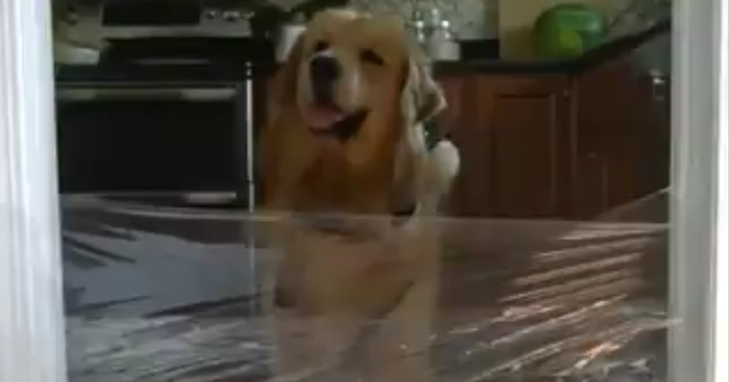 What Is the Invisible Challenge For Dogs? | PS Pets