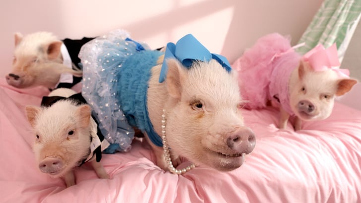 America's Most Pampered Domestic Pigs | POPSUGAR Home